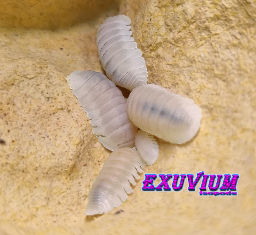 Cubaris murina ‘Glacier’ – Exuvium Isopods
