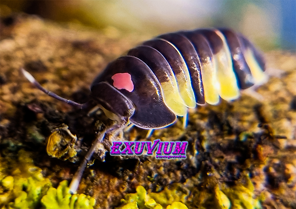 Ardentiella sp. ‘Pink Lambo’ – Exuvium Isopods