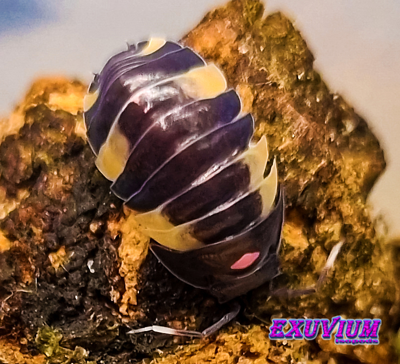Ardentiella sp. ‘Pink Lambo’ – Exuvium Isopods