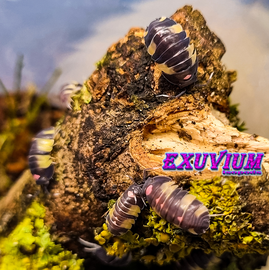Ardentiella sp. ‘Pink Lambo’ – Exuvium Isopods