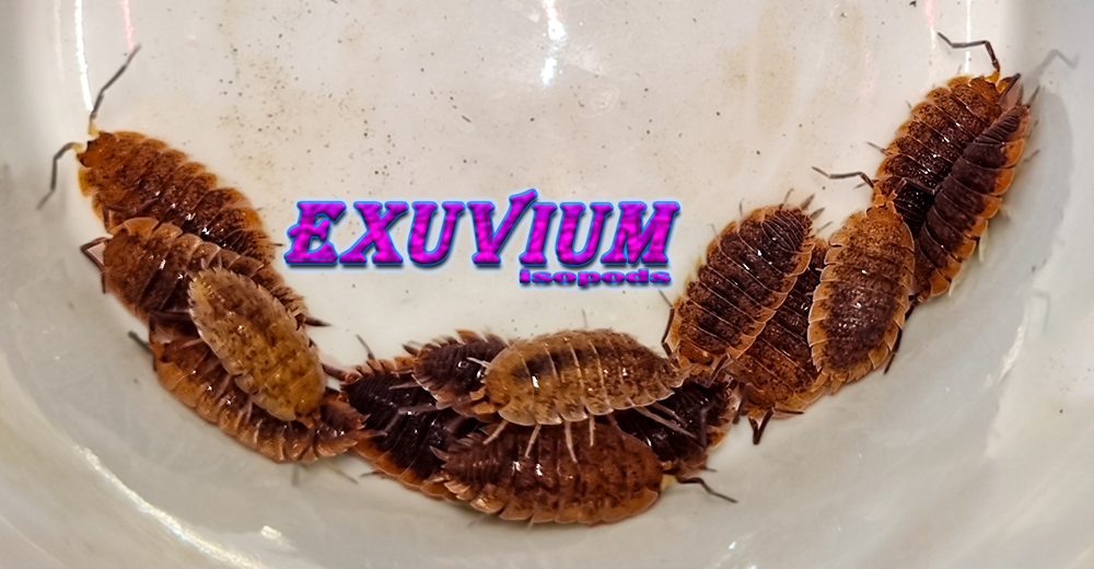Porcellio sp. ‘Orange Skirt’ (Portugal) – Exuvium Isopods