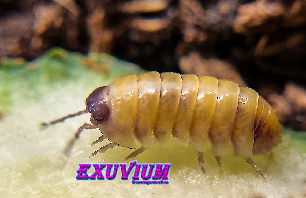 Armadillidium badium ‘High Yellow’ (Casteldaccia) – Exuvium Isopods