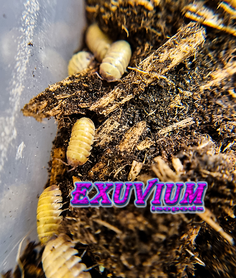 Armadillidium badium ‘High Yellow’ (Casteldaccia) – Exuvium Isopods