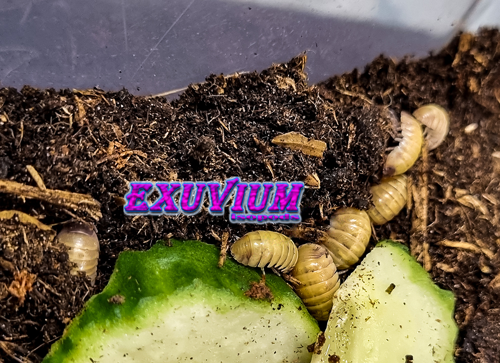 Armadillidium badium ‘High Yellow’ (Casteldaccia) – Exuvium Isopods