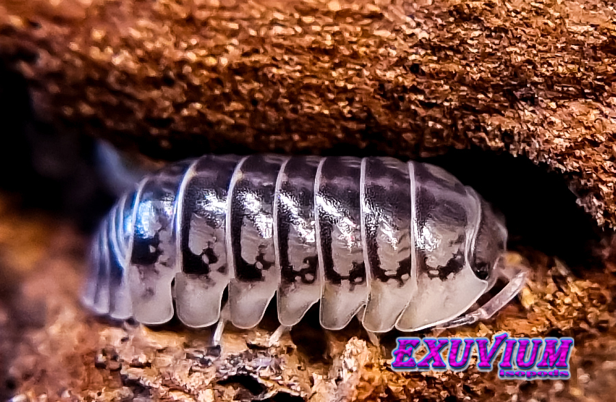 Armadillidium tunisiense (Eastern Clown Isopod) – Exuvium Isopods