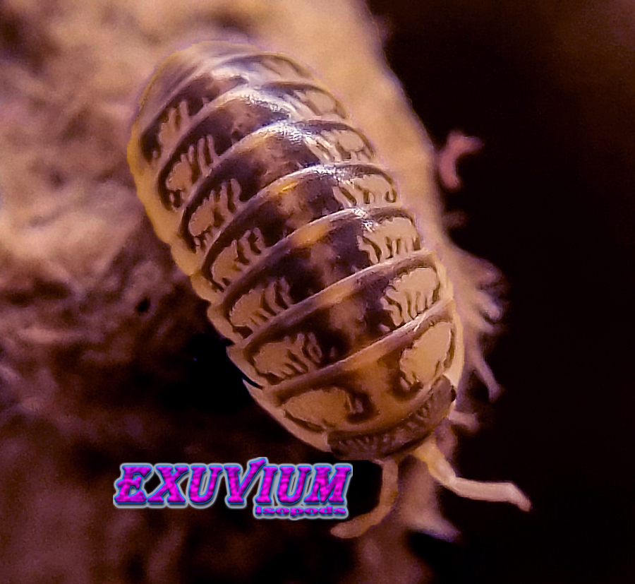 Armadillidium tunisiense (Eastern Clown Isopod) – Exuvium Isopods