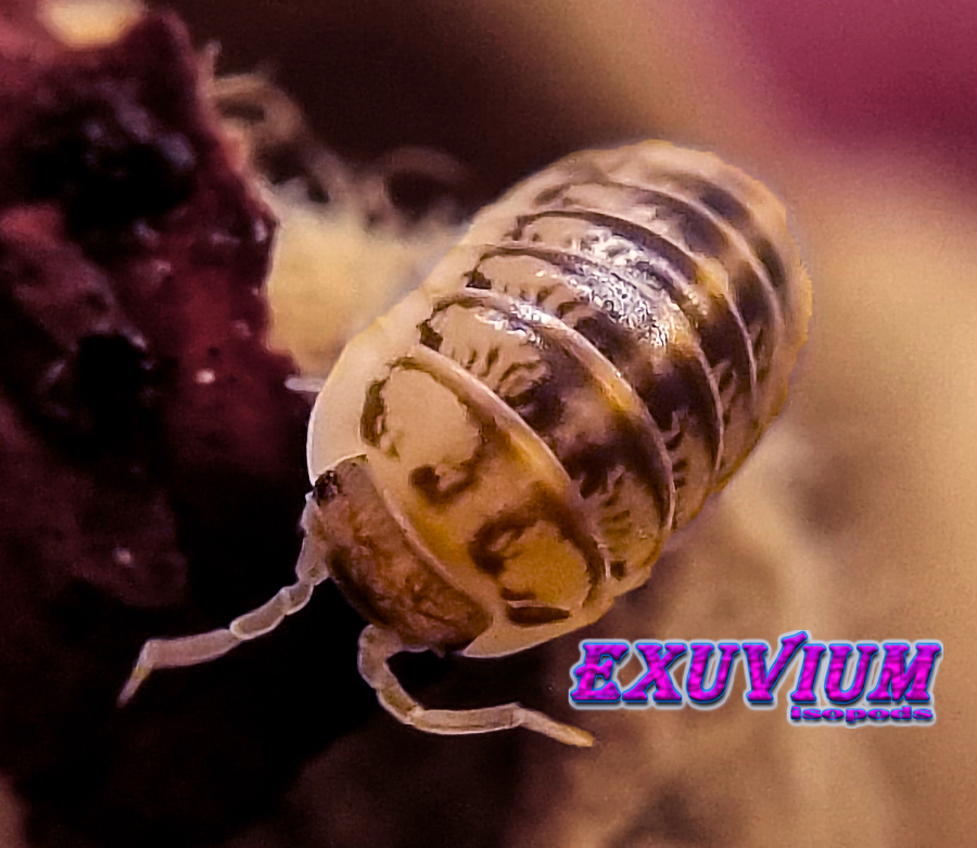Armadillidium tunisiense (Eastern Clown Isopod) – Exuvium Isopods