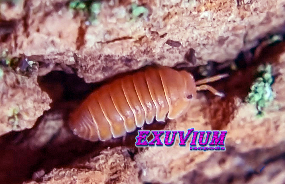 Cubaris murina ‘Mandarin’ – Exuvium Isopods
