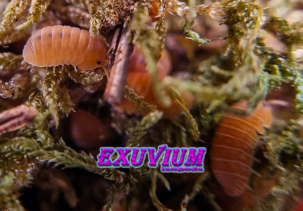 Cubaris murina ‘Mandarin’ – Exuvium Isopods
