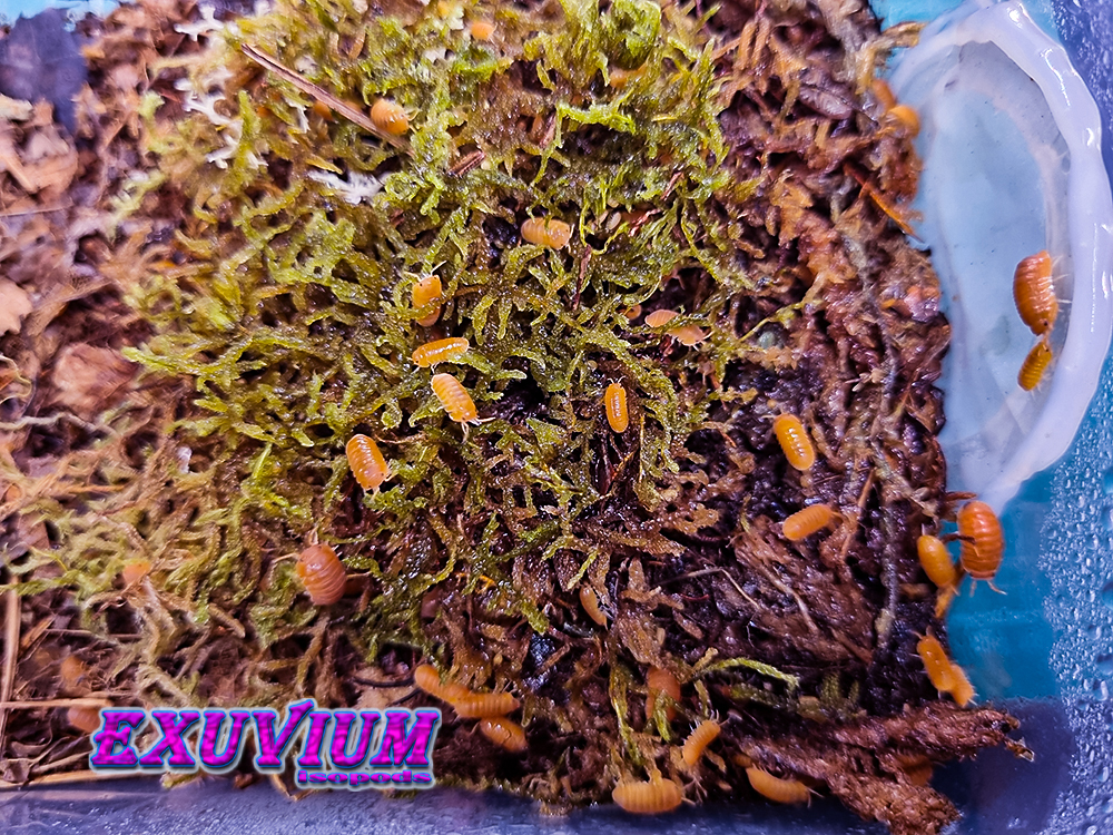 Cubaris murina ‘Mandarin’ Captive Bred Isopods – Exuvium Isopods