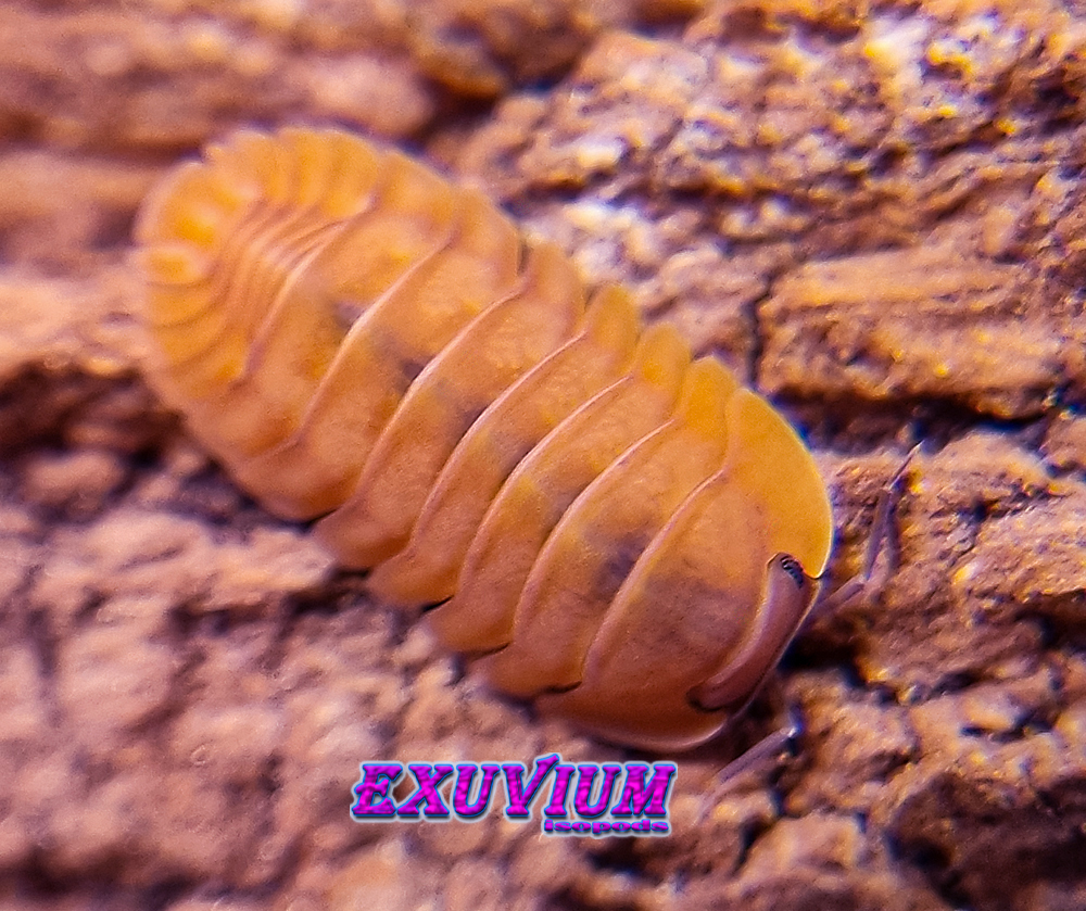 Cubaris sp. ‘Orange Tiger Surat Thani’ – Exuvium Isopods