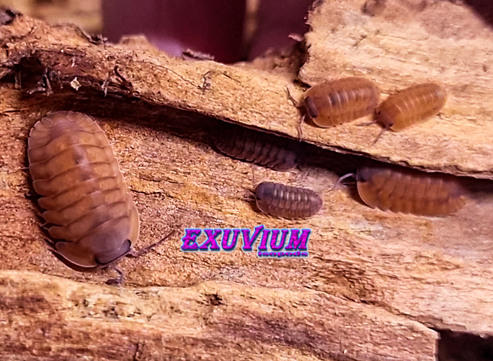 Cubaris sp. ‘Orange Tiger Surat Thani’ – Exuvium Isopods