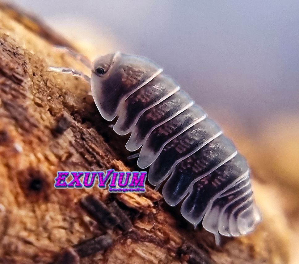 Cubaris sp. ‘Penguin’ – Exuvium Isopods