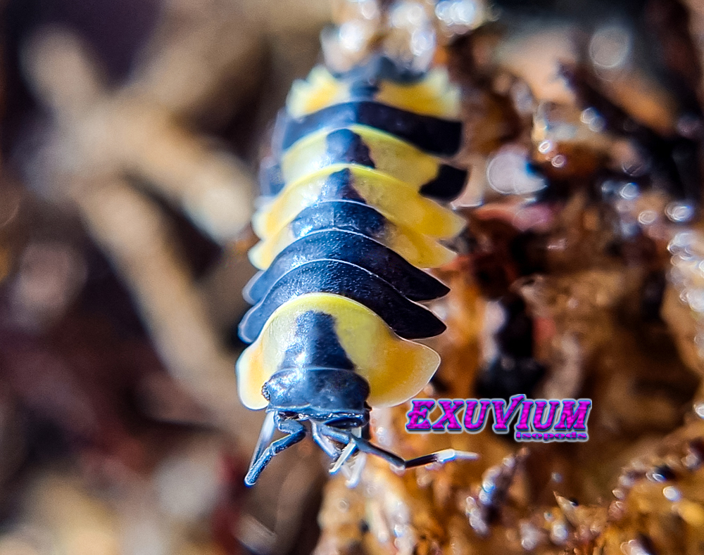 Ardentiella sp. ‘Yellow Phoenix’ – Exuvium Isopods