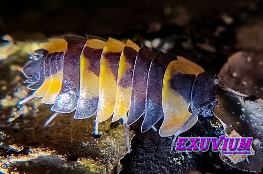 Ardentiella sp. ‘Yellow Phoenix’ – Exuvium Isopods