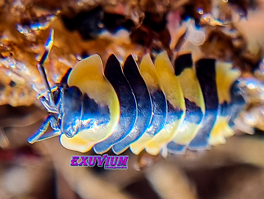 Ardentiella sp. ‘Yellow Phoenix’ – Exuvium Isopods