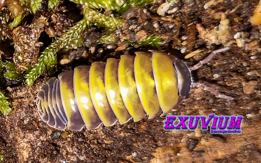 Armadillidium badium yellow mix (Casteldaccia) – Exuvium Isopods