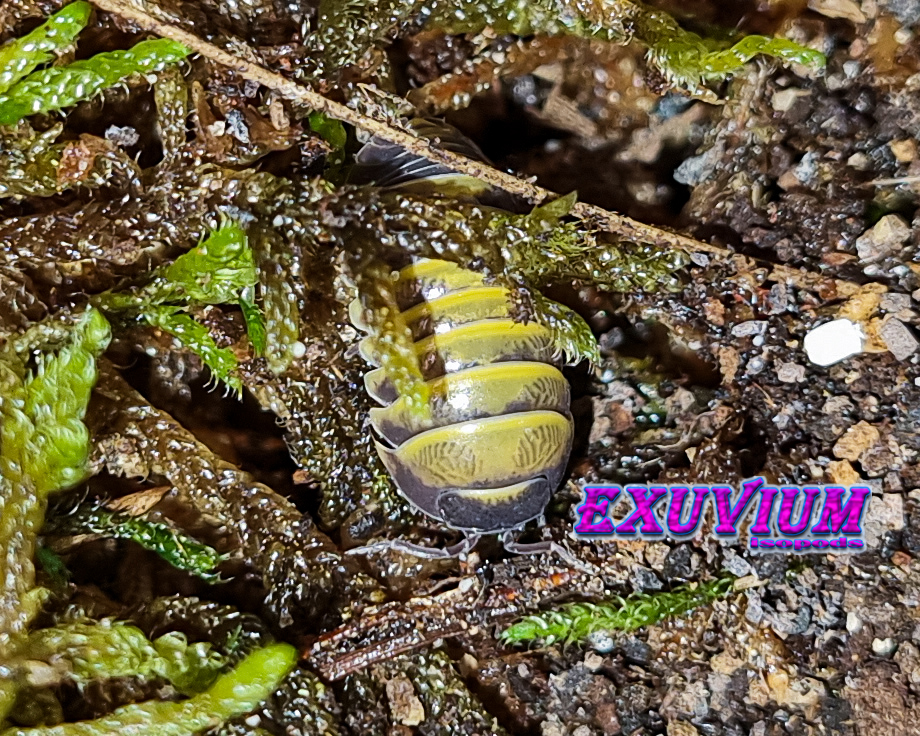 Armadillidium badium yellow mix (Casteldaccia) – Exuvium Isopods