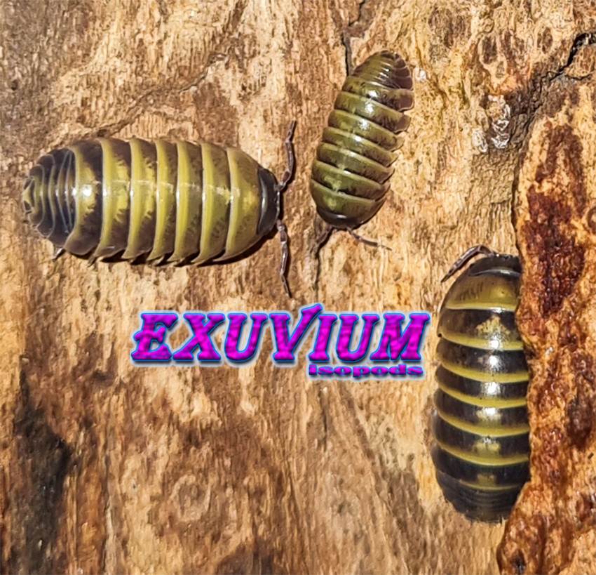 Armadillidium badium yellow mix (Casteldaccia) – Exuvium Isopods