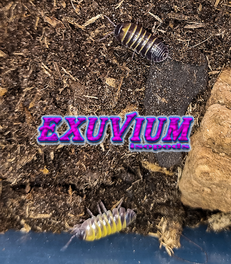 Armadillidium badium yellow mix (Casteldaccia) – Exuvium Isopods