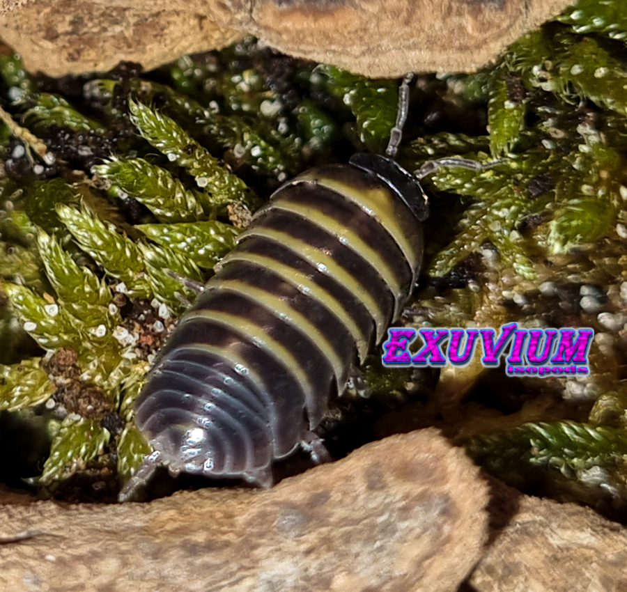 Armadillidium badium yellow mix (Casteldaccia) – Exuvium Isopods