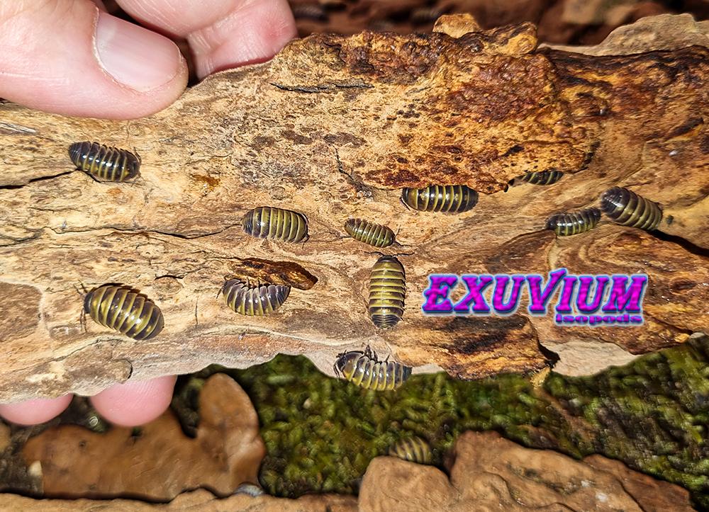 Armadillidium badium yellow mix (Casteldaccia) – Exuvium Isopods