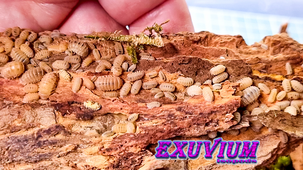 Cristarmadillidium muricatum (European Spiny Pill Woodlouse) SALE 🔥 ...
