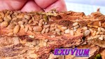 Cristarmadillidium muricatum (European Spiny Pill Woodlouse) SALE 🔥 ...