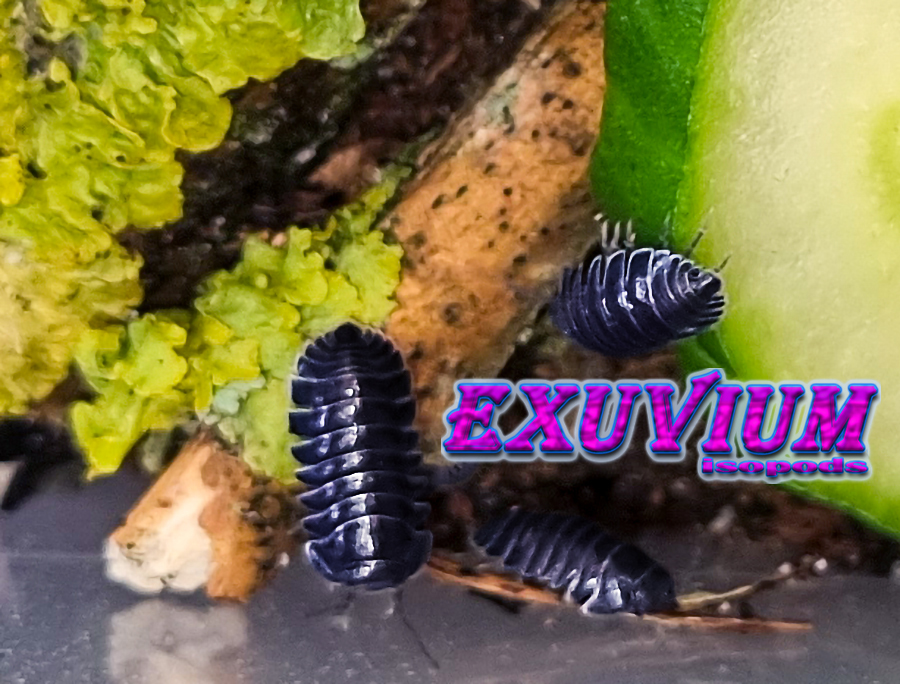 Ardentiella sp. ‘Black Hole’ – Exuvium Isopods