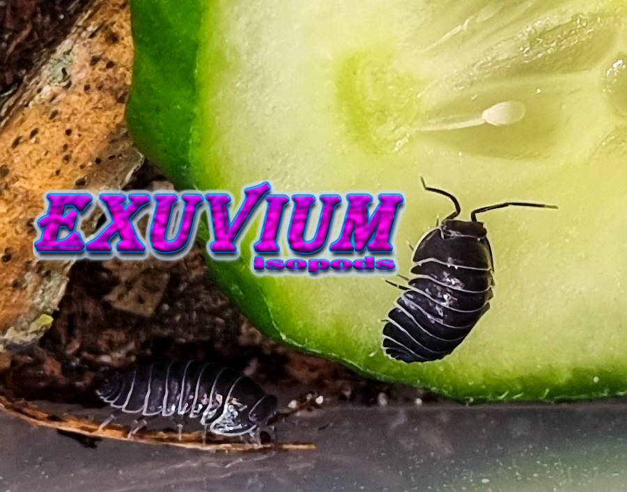 Ardentiella sp. ‘Black Hole’ – Exuvium Isopods