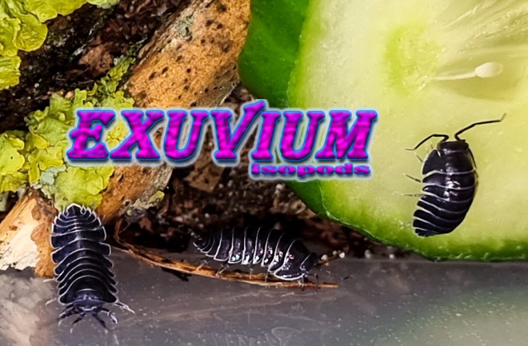 Ardentiella sp. ‘Black Hole’ – Exuvium Isopods