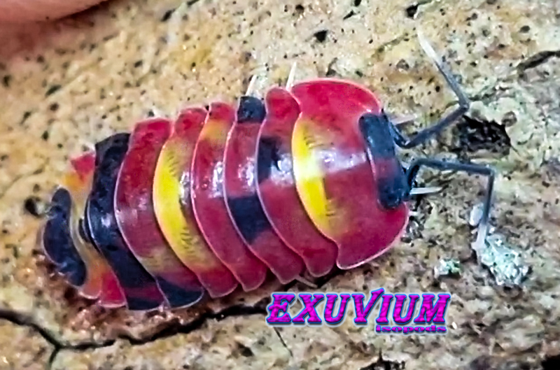 Ardentiella sp. ‘Blister’ – Exuvium Isopods