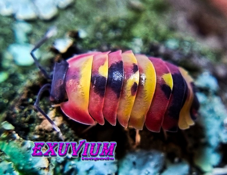 Ardentiella sp. ‘Blister’ – Exuvium Isopods