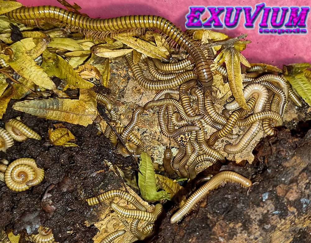Analocostreptus gregorius (African Olive Millipede) – Exuvium Isopods