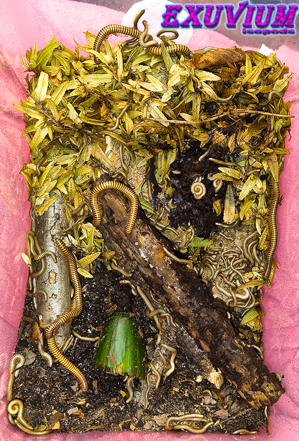 Analocostreptus gregorius (African Olive Millipede) – Exuvium Isopods