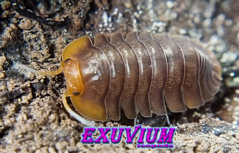 Troglodillo sp. ‘Sunset’ – Exuvium Isopods