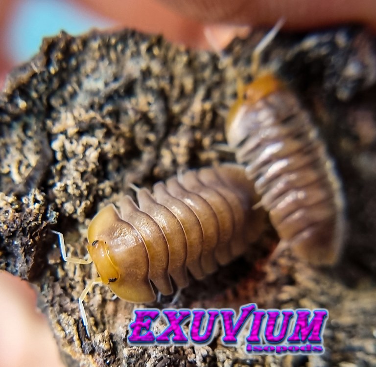 Troglodillo sp. ‘Sunset’ – Exuvium Isopods