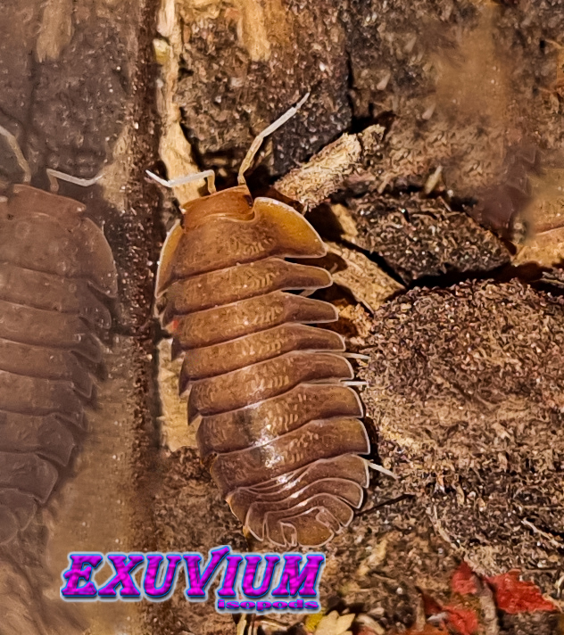 Troglodillo sp. ‘Sunset’ – Exuvium Isopods