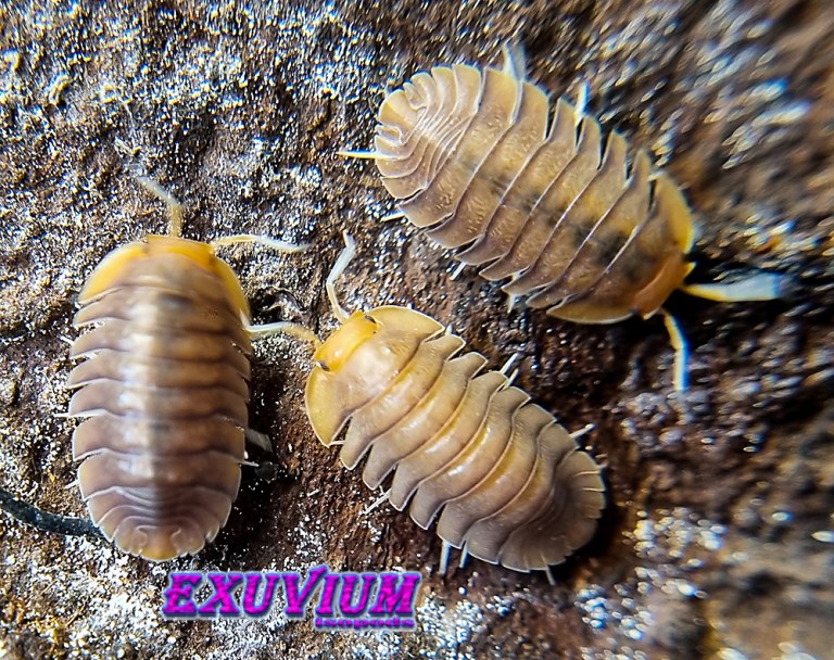 Troglodillo sp. ‘Sunset’ – Exuvium