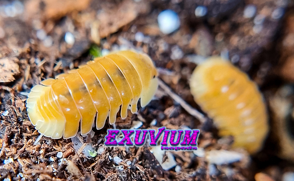 Cubaris sp. ‘Blonde Ducky’ – Exuvium Isopods