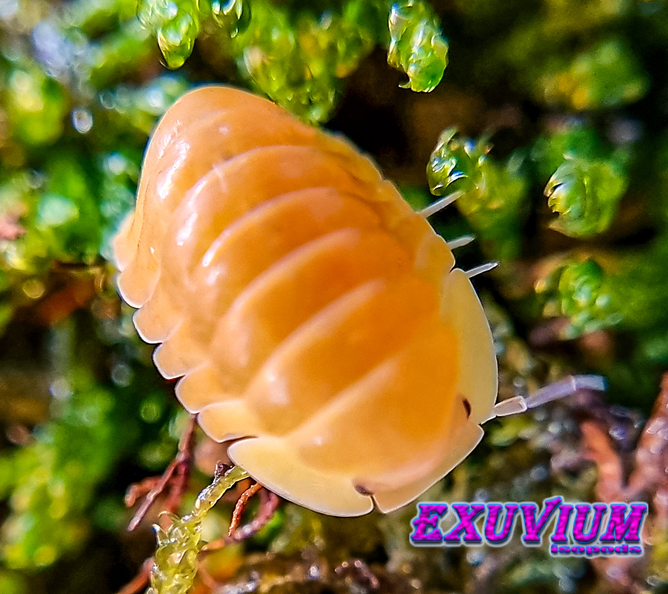 Cubaris sp. ‘Blonde Ducky’ – Exuvium Isopods