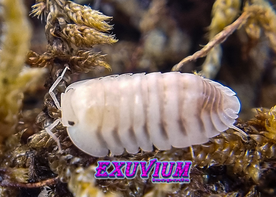Cubaris sp. ‘Caramel Cream’ – Exuvium Isopods