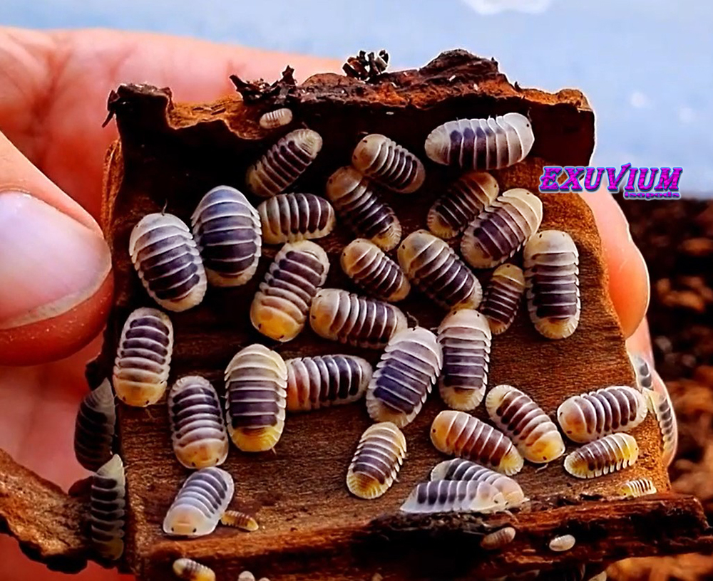 Cubaris sp. ‘Jupiter’ – Exuvium Isopods