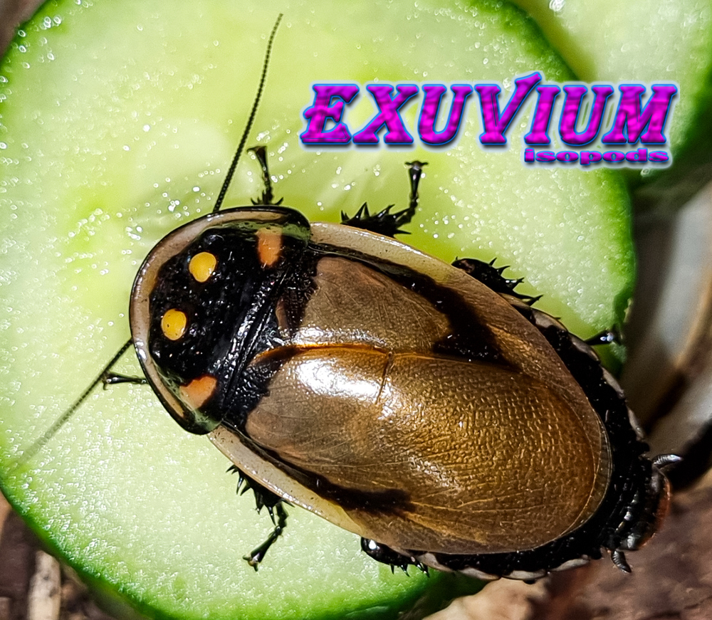 Lucihormetica grossei (Mega Glowspot Cockroach) – Exuvium Isopods
