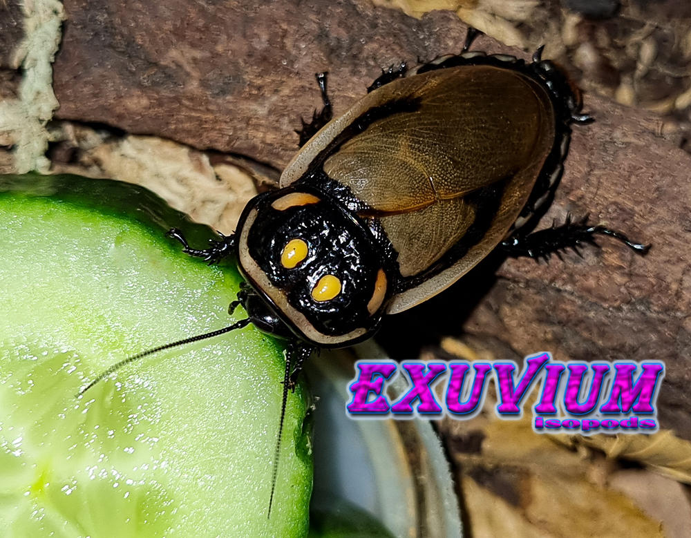Lucihormetica grossei (Mega Glowspot Cockroach) – Exuvium Isopods