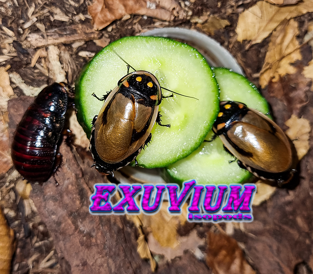 Lucihormetica grossei (Mega Glowspot Cockroach) – Exuvium Isopods