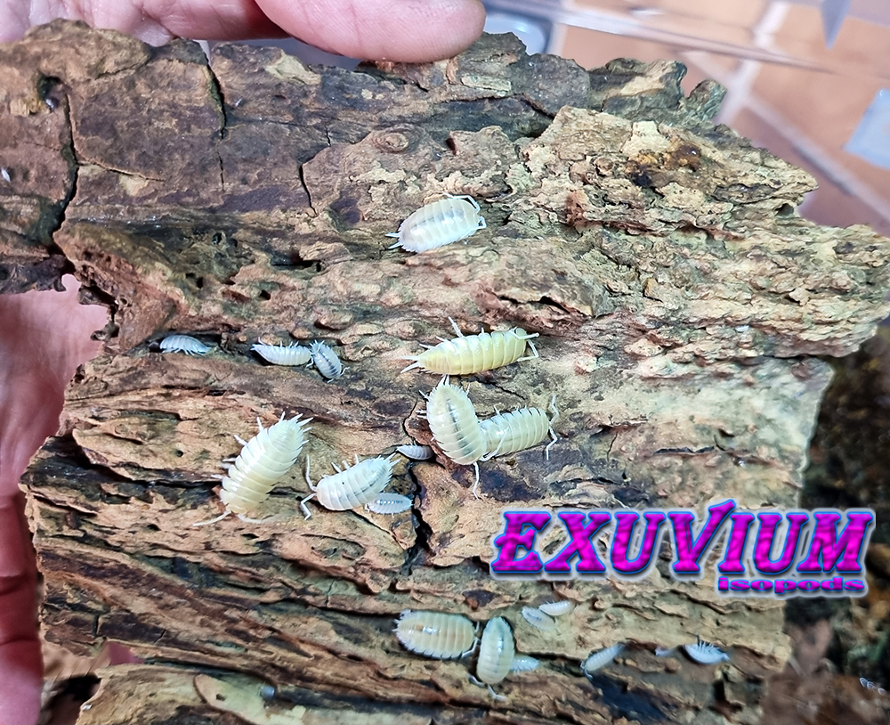 Porcellio laevis Albino | Captive Bred Isopods – Exuvium Isopods