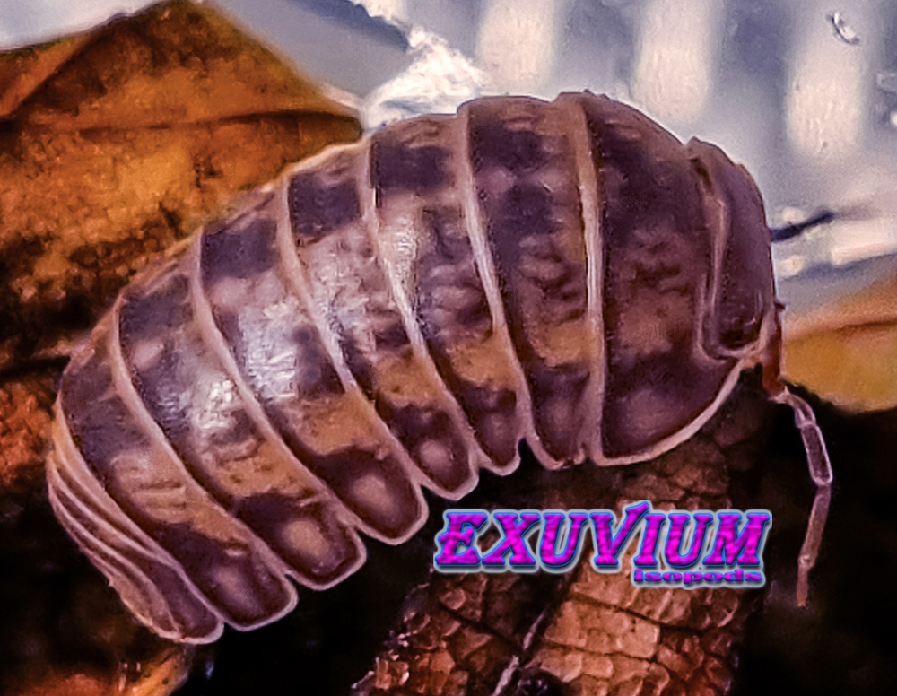 Armadillo officinalis ‘Israel’ – Exuvium
