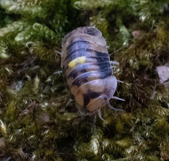 Cubaris sp. ‘Amber Firefly’ – Exuvium Isopods