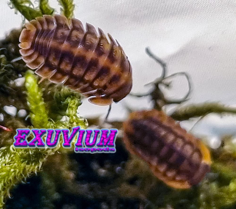 Cubaris sp. ‘Dark Phipun’ – Exuvium Isopods